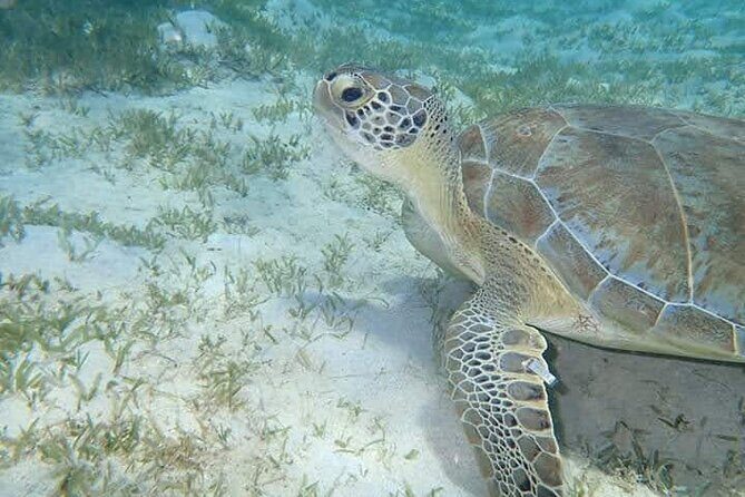 I Like Turtles Private Sailing and Snorkeling from Sapphire - What Makes This Tour Stand Out