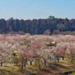 Ibaraki: Kairakuen, One of Japans Three Great Gardens - Discovering Kairakuen: Japan’s Third Great Garden