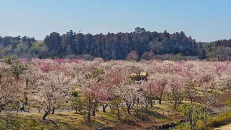 Ibaraki: Kairakuen, One of Japans Three Great Gardens - Discovering Kairakuen: Japan’s Third Great Garden