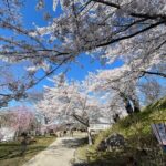 Iiyama Castle Cherry Blossom and Nozawa Onsen Morning Tour - The Value of the Experience