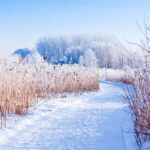 Îles-de-Boucherville: Park Entry w/ Fat-bike & Snowshoeing - Why This Tour Stands Out