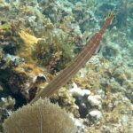 Incredible Negril Guided Snorkeling To Reef, Anchor, and Cannon - Final Thoughts