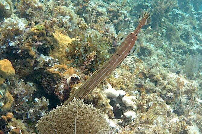 Incredible Negril Guided Snorkeling To Reef, Anchor, and Cannon - Final Thoughts