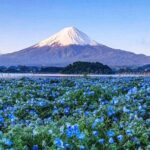 Instagram-worthy Mt. Fuji Spots & Kawaguchiko's Four Seasons Tour - The Sum Up: The Real Value of This Fuji Tour