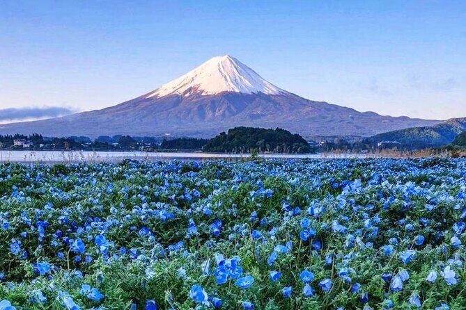 Instagram-worthy Mt. Fuji Spots & Kawaguchiko's Four Seasons Tour - The Sum Up: The Real Value of This Fuji Tour