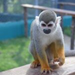 Interaction with Monkey Tour & city tour in Puerto Plata - Transportation, Group Size, and Overall Value