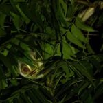 Into the Night: Open-Roof Jeep Adventure Around Sigiriya - What Makes This Tour Special?