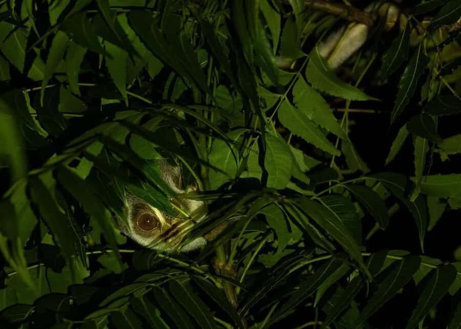 Into the Night: Open-Roof Jeep Adventure Around Sigiriya - What Makes This Tour Special?