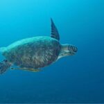 Introduction Shore Dive with Scubaçao (2 dives) - What to Expect from the Tour