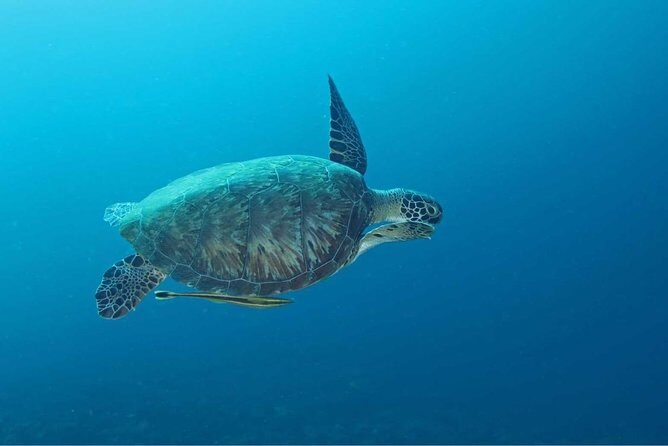 Introduction Shore Dive with Scubaçao (2 dives) - What to Expect from the Tour