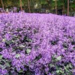 Ipoh: Cameron Highlands Day Tour tea plantation with lunch - How Does It All Come Together?