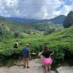 Ipoh: Cameron Highlands Private Day Trip with Driver - Authenticity and Practical Value