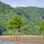 Ishigaki: Full-Day Island Tour with Photos & Transfer - Hidden Gems and Authentic Experiences