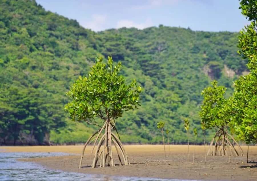 Ishigaki: Full-Day Island Tour with Photos & Transfer - Hidden Gems and Authentic Experiences