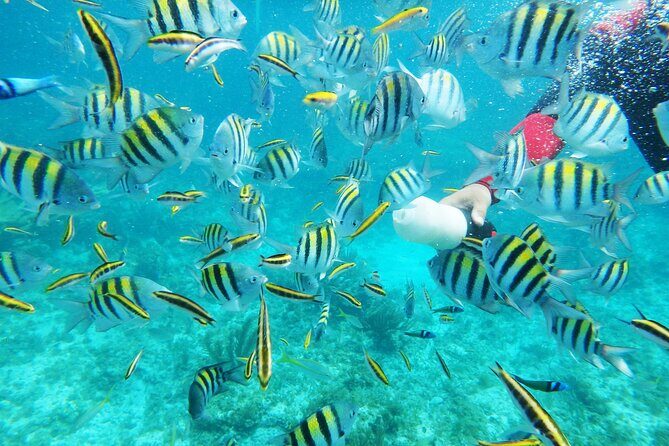Isla Catalina All Inclusive Snorkel and Beach Day from Punta Cana - A Detailed Look at the Tour Experience