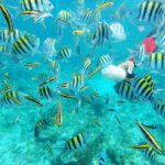 Isla Catalina All Inclusive Snorkel and Beach Day Punta Cana - Analyzing the Value