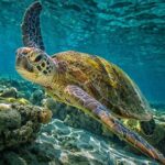 Isla Contoy Day Trip - What’s Included and What’s Not