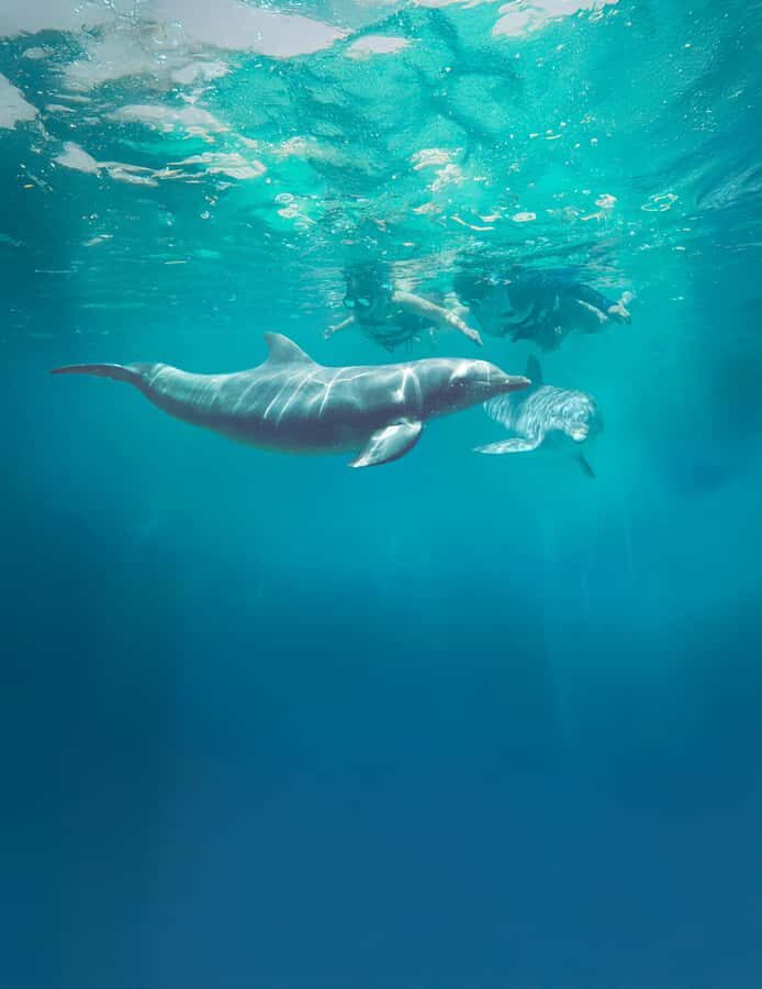 ISLA MUJERES: Dolphin Royal Connection & buffet from Cancun - The Location and Logistics