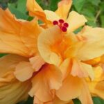 Island Life Tour - Transport, Timing, and Logistics