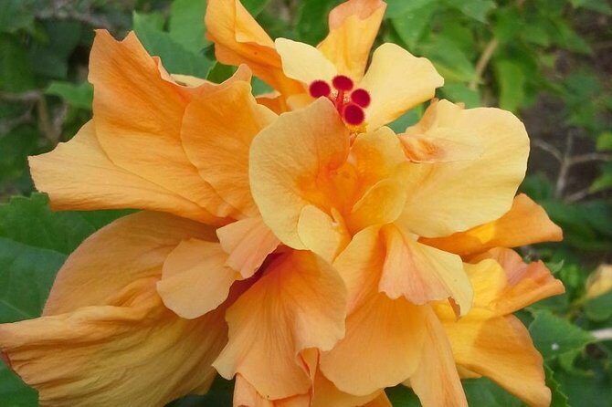 Island Life Tour - Transport, Timing, and Logistics