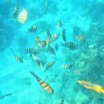 Island Skipper Private Boat Charter & Snorkel Experience - The Value of a Private, Customizable Tour