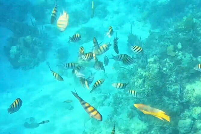 Island Skipper Private Boat Charter & Snorkel Experience - The Value of a Private, Customizable Tour