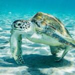 Island Treasures: Caves, Turtles and Turquoise Beach Break - Transportation and Group Size