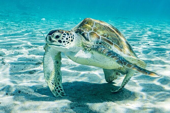 Island Treasures: Caves, Turtles and Turquoise Beach Break - Transportation and Group Size