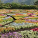 ita: Lantern-Lit Towns and Christmas Lights Tour - An Overview of What You Can Expect