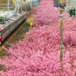 Izu Ocean View Train & Kawazu Cherry Blossom Festival Tour - FAQs