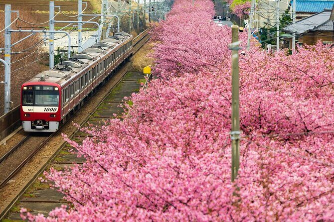Izu Ocean View Train & Kawazu Cherry Blossom Festival Tour - FAQs