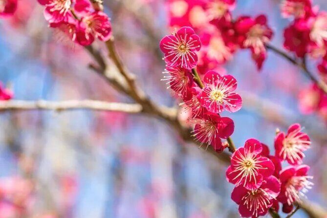 Izu Private Car Tour to Cherry Blossoms, Plum Blossoms from Tokyo - What’s Included and What’s Not