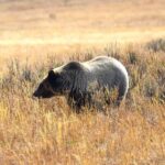 Jackson: Grand Teton National Park - Van Tour - The Details That Matter