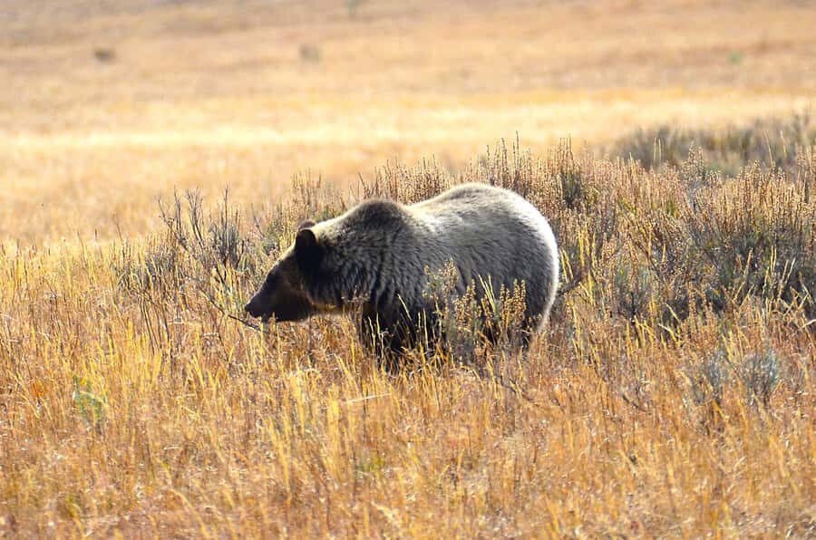 Jackson: Grand Teton National Park - Van Tour - The Details That Matter