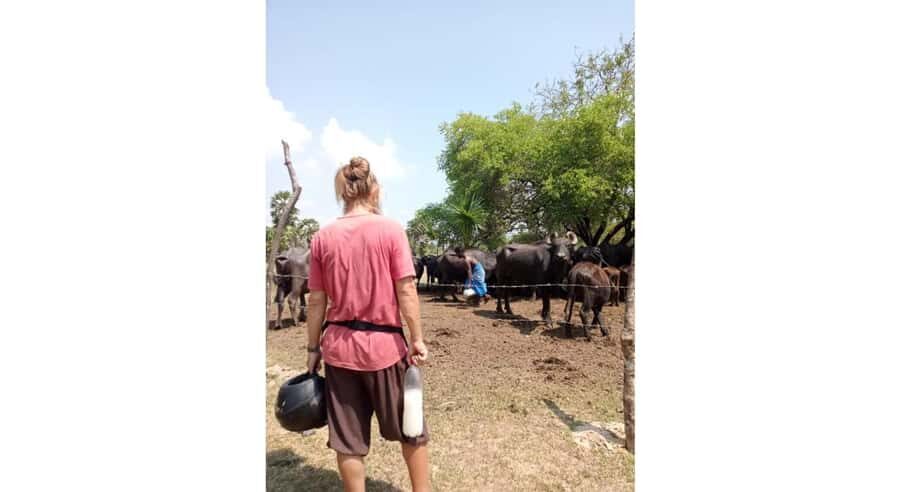 Jaffna: Cow Milking and Dairy Farm Experience - The Fine Details: What to Expect and Considerations