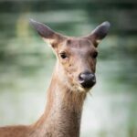 Jaffna: Guided Birdwatching Tour with Expert Naturalist - Exploring Jaffna’s Birdlife: What to Expect