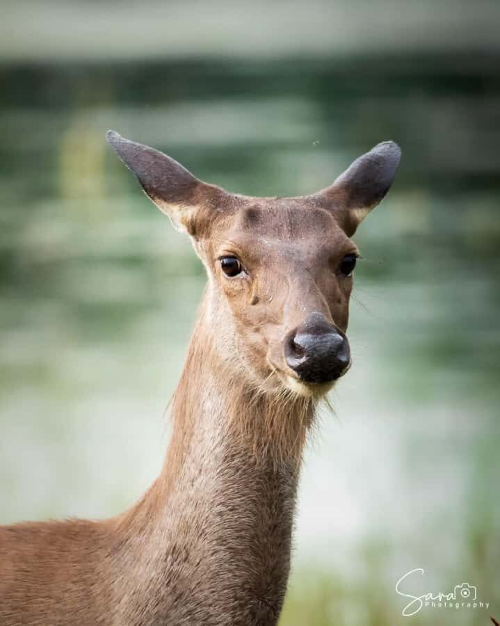 Jaffna: Guided Birdwatching Tour with Expert Naturalist - Exploring Jaffna’s Birdlife: What to Expect
