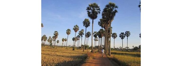 Jaffna: Palmyra Toddy Tapping Experience with Tasting - What to Expect and Practical Details