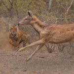 Jaipur: 2Days Ranthambore Tiger Safari and Jaipur Tour - Ranthambore Fort: A Step Back in Time
