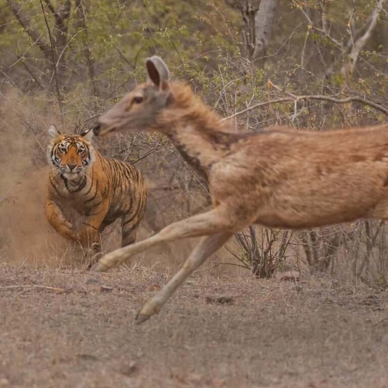 Jaipur: 2Days Ranthambore Tiger Safari and Jaipur Tour - Ranthambore Fort: A Step Back in Time