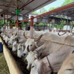 Jaipur: Birla Mandir and Gaushala. 2-Hour Cultural Immersion - Visiting a Gaushala: More Than Just Cows