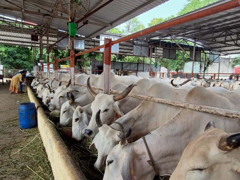 Jaipur: Birla Mandir and Gaushala. 2-Hour Cultural Immersion - Visiting a Gaushala: More Than Just Cows