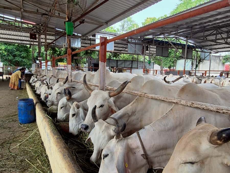 Jaipur: Birla Mandir and Gaushala. 2-Hour Cultural Immersion - Visiting a Gaushala: More Than Just Cows