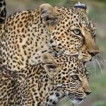 Jaipur: City Tour & Jhalana Leopard Safari With Options - The Itinerary—What You’ll Experience