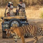 Jaipur: Elephant Experience Feed, Paint & Ride with Pickup - Final Thoughts