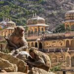Jaipur Evening Tour with Monkey Temple and Block Print - The Value Proposition