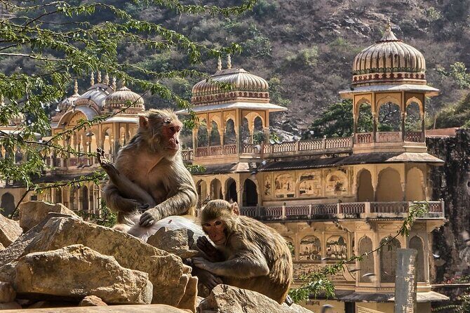 Jaipur Evening Tour with Monkey Temple and Block Print - The Value Proposition