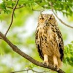 Jaipur half day Jhalana Leopard Safari - Value and Practicality: What Does the Tour Include?