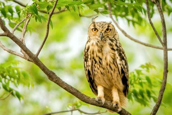 Jaipur half day Jhalana Leopard Safari - Value and Practicality: What Does the Tour Include?