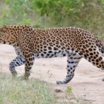 Jaipur Half Day Tour with Jhalana Leopard Safari - A Deep Dive into the Experience